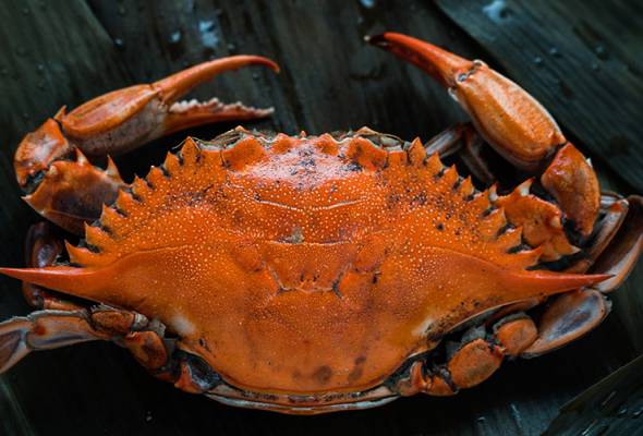 Pengeluaran ketam di Malaysia 16,000 tan metrik tahun 2022 | Astro Awani