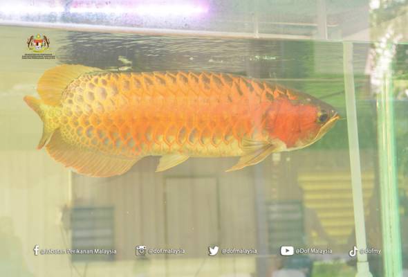 Perak pengeluar terbesar arowana pada 2022 - Jabatan Perikanan | Astro ...