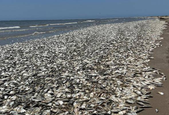 Ribuan bangkai ikan terdampar di pantai Texas | Astro Awani