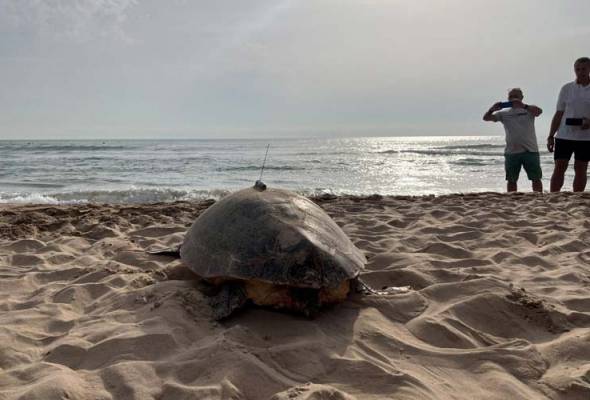 Two sea turtles nest on Spain's Mediterranean coast as waters warm ...