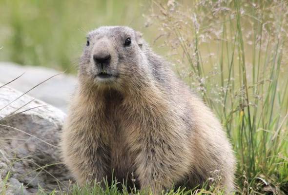 Kuarantin dilaksana di barat Mongolia susulan wabak bubonik | Astro Awani