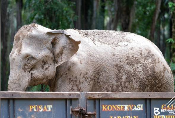 Perhilitan pindah gajah liar seberat 2,000 kg ganggu Orang Asli | Astro ...