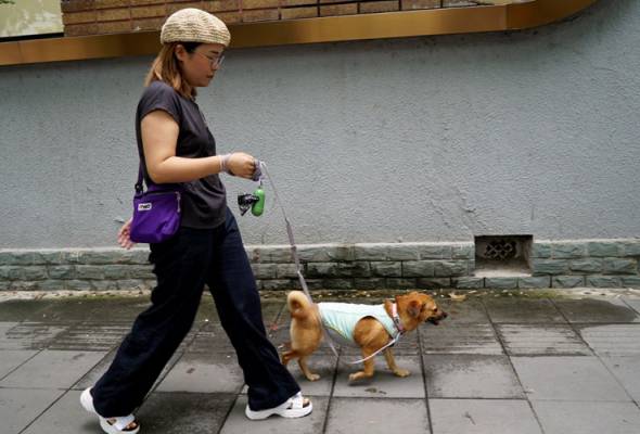 Chinese pet owners gear up their dogs and cats for summer swelter ...