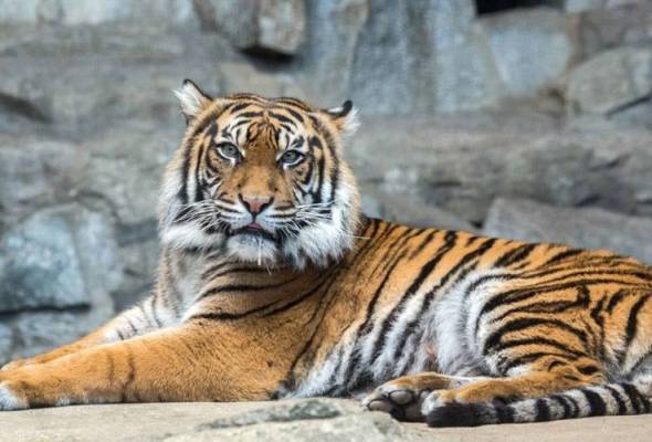 Polis terima laporan terserempak harimau belang di Jalan Batang Kali ...