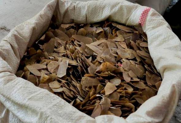 1.4 tan sisik tenggiling dirampas di Thailand | Astro Awani