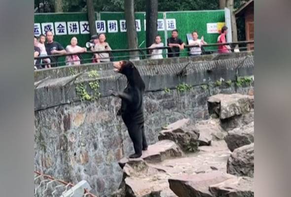 Article Related To hangzhou-zoo | Astro Awani