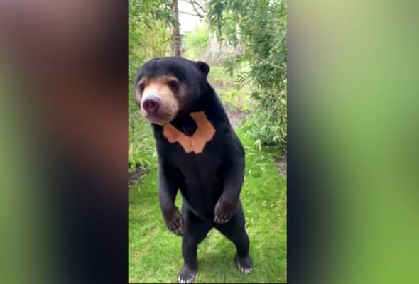 Beruang itu bukan palsu! - Zoo England | Astro Awani