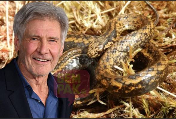 Selepas semut, ular spesies baharu di Peru diberi nama sempena Harrison ...