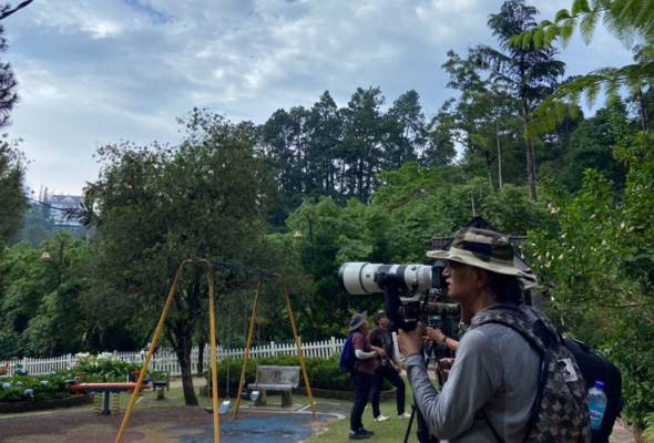 Mencari burung di Bukit Fraser | Astro Awani