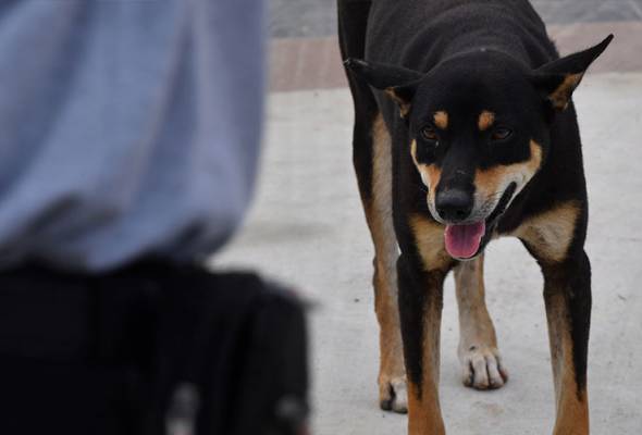 15 mati akibat rabies di Sarawak tahun ini, terbaharu bangkai anjing ...