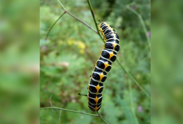 Ulat beluncas musnahkan tanaman lavender Perancis | Astro Awani