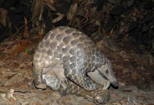 Spesies tenggiling baharu, 'Manis mysteria' ditemui di China | Astro Awani