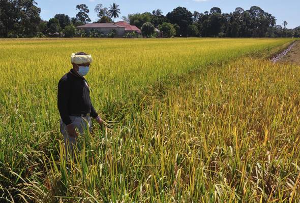 Belanjawan 2024: RM2.6 bilion subsidi, insentif kepada pesawah, nelayan | Astro Awani