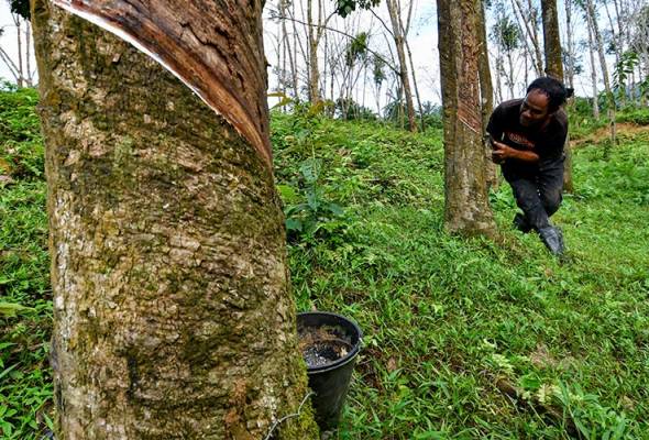 Pasaran getah Malaysia ditutup rendah bagi tiga hari berturut-turut ...