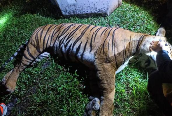 Perhilitan lapor polis individu cabut misai harimau belang | Astro Awani Perhilitan lapor polis individu cabut misai harimau belang | Astro Awani