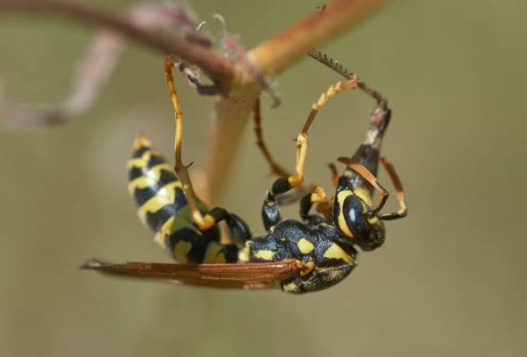 Lelaki maut disengat tebuan tanah | Astro Awani