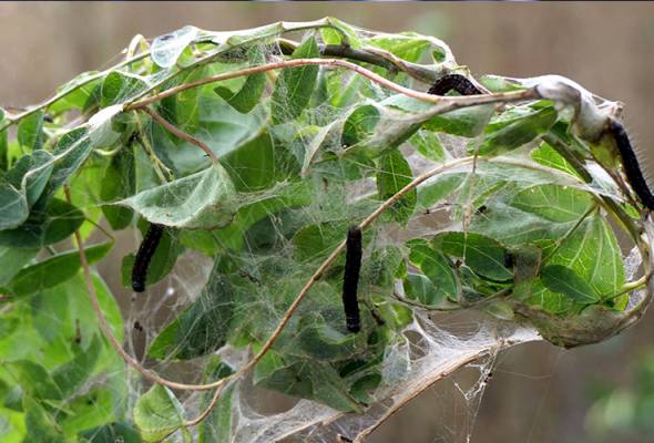 Ulat hitam 'serang' Kampung Tebengau Tepi Laut | Astro Awani