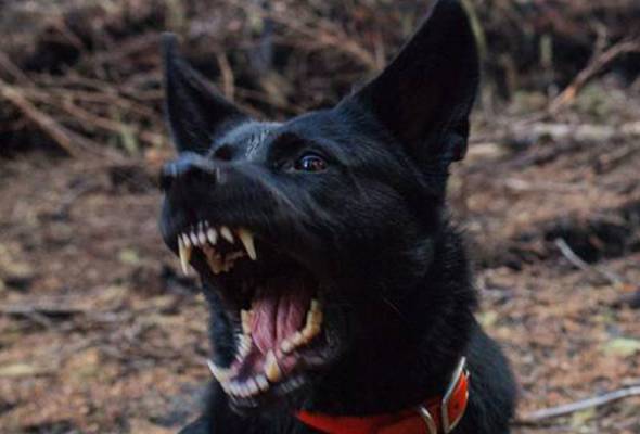 16 maut akibat rabies di Sarawak | Astro Awani