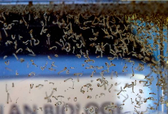 Lebih RM18 juta kompaun dikeluar cegah demam denggi | Astro Awani