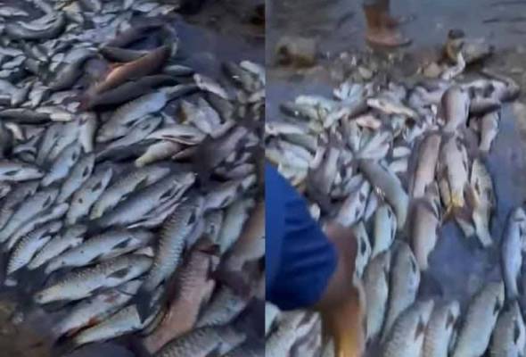 Tular bom ikan: Spesies asli banyak yang mati | Astro Awani