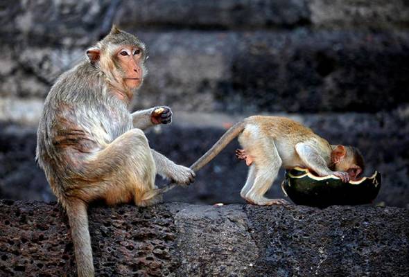 People with tails? No, because of this ancient genetic mutation | AWANI ...