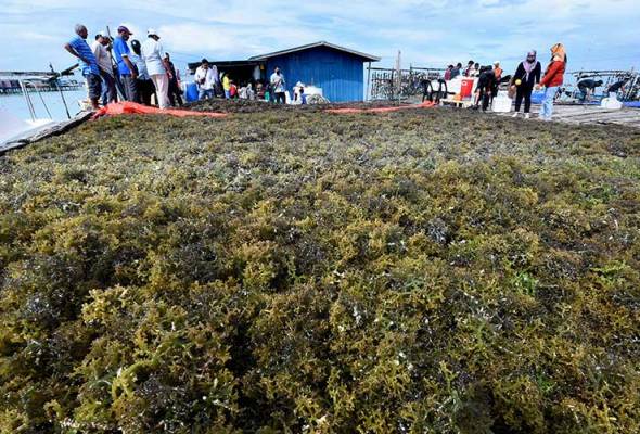 Sabah penyumbang utama pengeluaran rumpai laut negara | Astro Awani