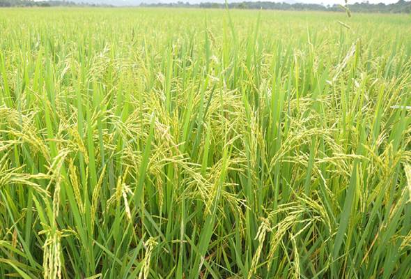 Pesawah harap harga lantai belian padi baharu bawa khabar gembira ...