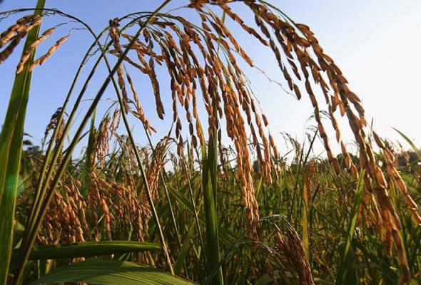 Pelarasan harga lantai belian padi imbangi kos ditanggung pesawah ...