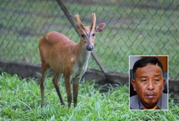 Buru hidupan liar untuk juadah raya | Astro Awani