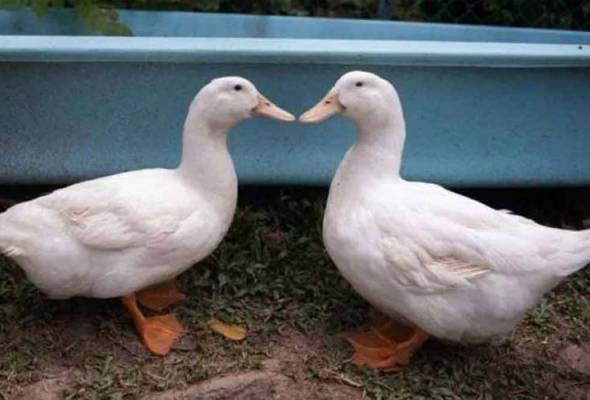 Buang dua ekor itik kerana bimbang nasib malang | Astro Awani