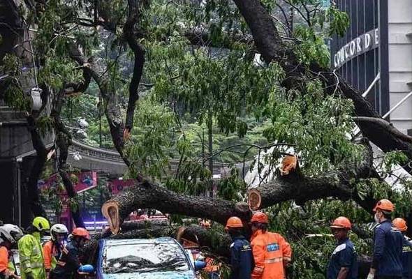 Arboris tempatan terlalu sedikit daripada jumlah diperlukan - Pakar | Astro Awani