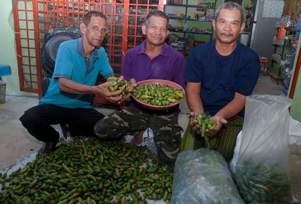 Carian mengenai topik tumbuhan-liar | Astro Awani