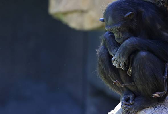 Grieving chimpanzee carries dead baby for months at Spanish zoo | AWANI ...