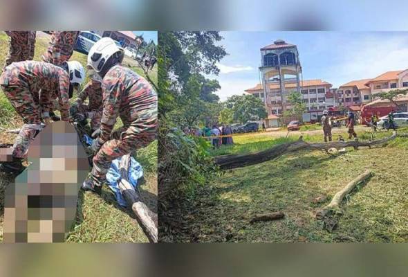 Pemotong rumput maut dihempap pokok tumbang | Astro Awani