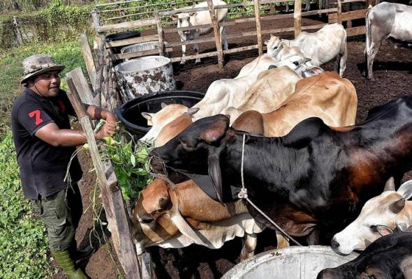 Aiman pilih ceburi ternakan lembu secara fidlot walaupun miliki diploma ...