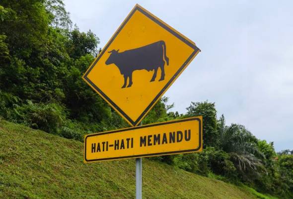 Enam ekor lembu mati dilanggar treler | Astro Awani