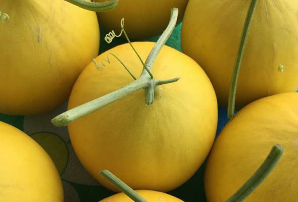 Carian mengenai topik golden-melon | Astro Awani