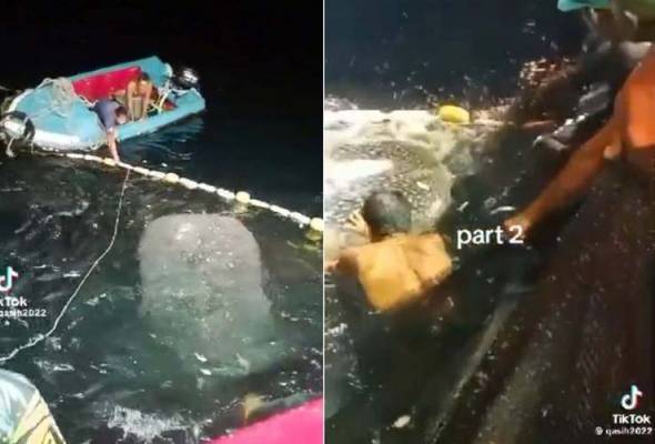 Nelayan selamatkan yu paus terperangkap dalam pukat | Astro Awani