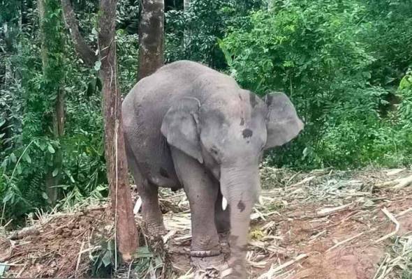 Perhilitan Kelantan tangkap gajah jantan liar rosakkan tanaman penduduk ...