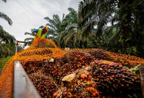 Eksport minyak sawit naik 9.62 peratus, pengeluaran MSM meningkat 21.52 ...