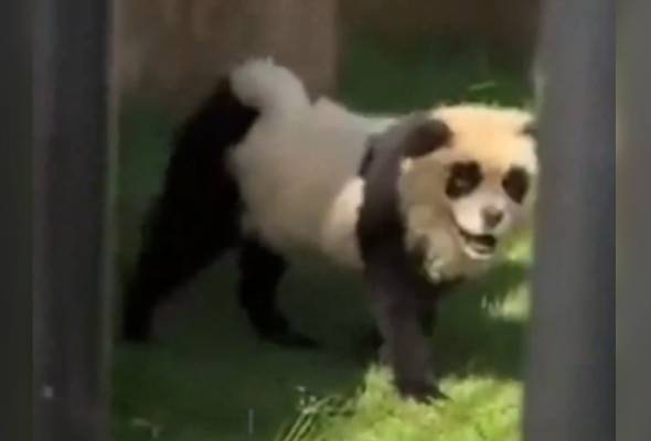 Zoo di China buat hal lagi, warnakan anjing menyerupai panda | Astro Awani