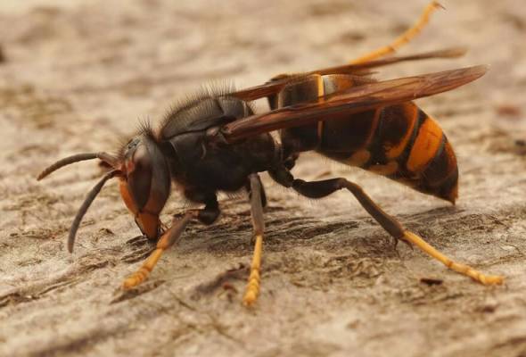 Wanita meninggal dunia disengat tebuan di Sungai Petani | Astro Awani