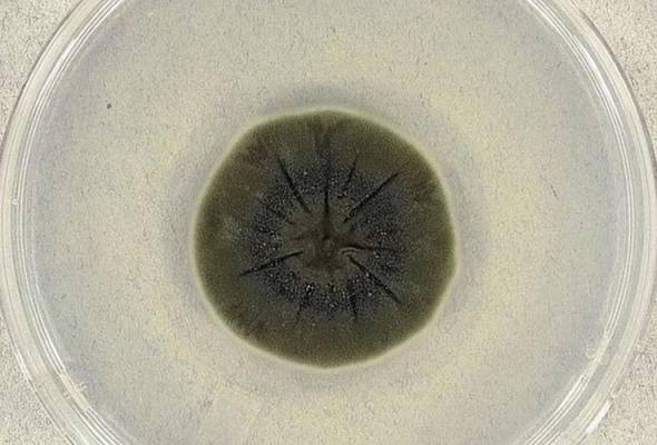 Fungus di Chernobyl didapati hidup dengan memakan radiasi nuklear ...