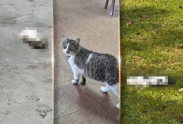 UM prihatin dengan kejadian kucing mati secara ngeri, buat satu lagi ...