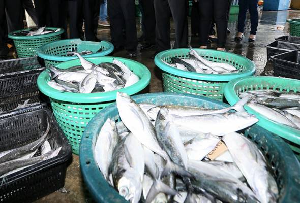 Perikanan tangkapan catat pengeluaran 1.42 juta tan metrik tahun lepas ...