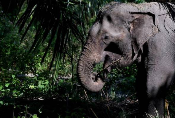 WWF-Malaysia gesa bina bonggol jalan di kawasan lintasan hidupan liar ...