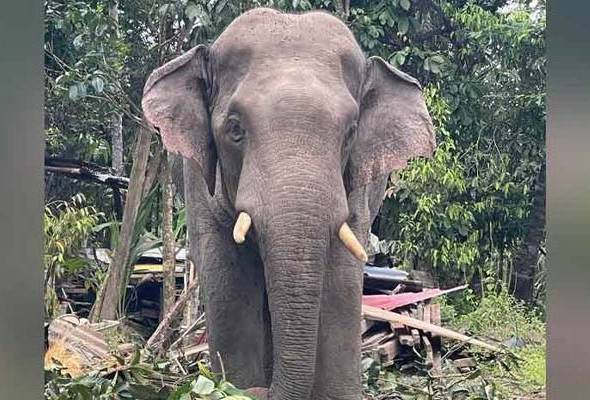Perhilitan tangkap gajah liar di Jeli | Astro Awani