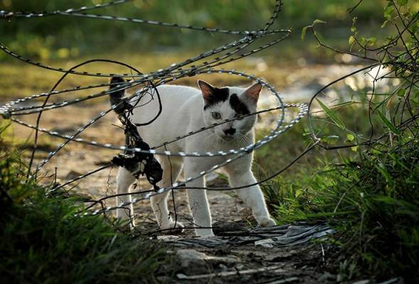 Remaja dijangkiti rabies akibat kucing liar, kes pertama di Sarawak ...