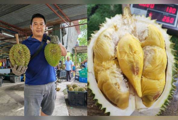 Tupai King 'dilahirkan' di Pulau Pinang, kini durian bangsawan | Astro ...