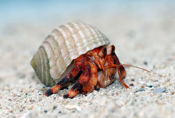 Tiga lelaki ditahan di Jepun cuba seludup umang-umang | Astro Awani